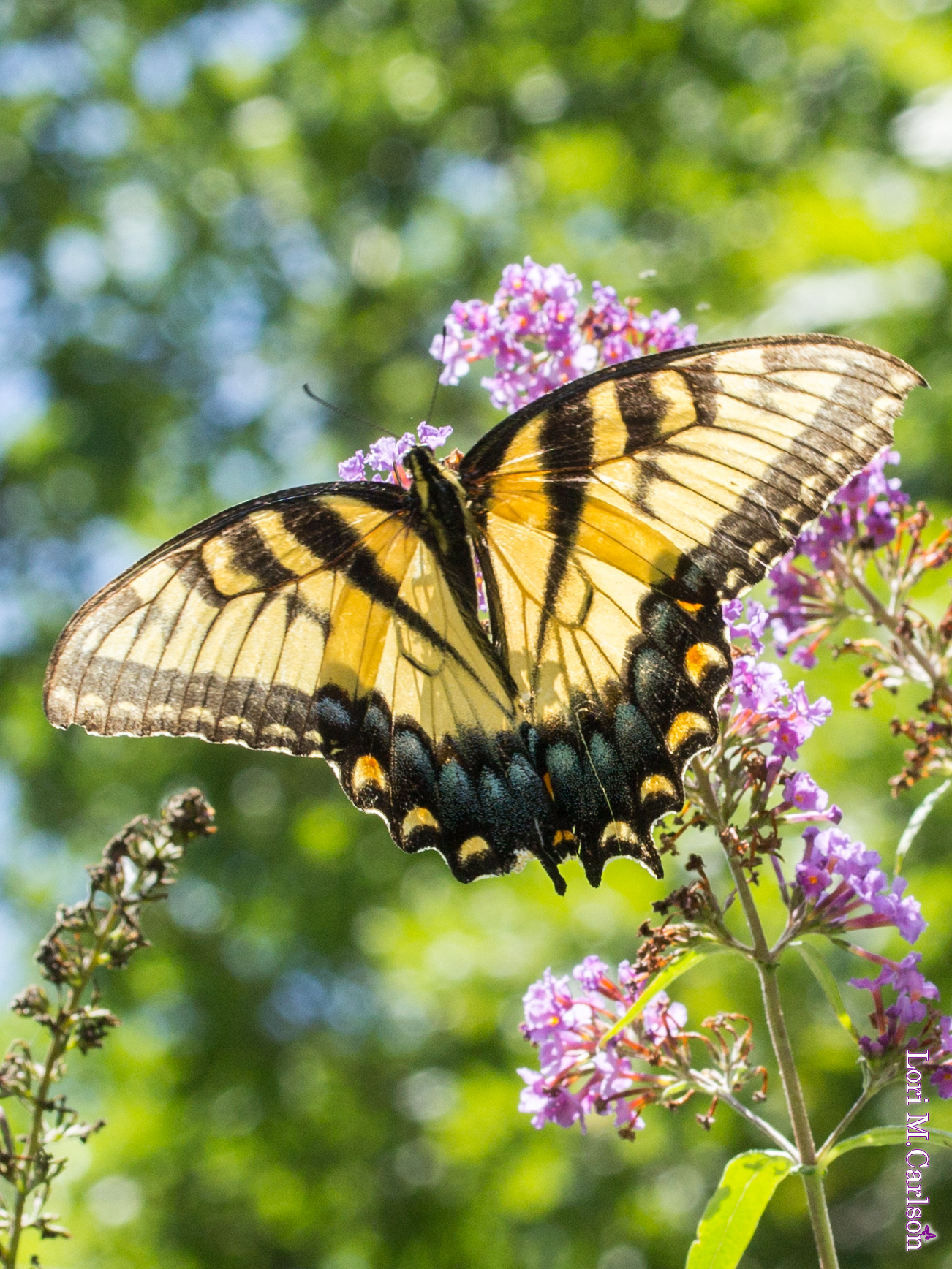 cellphone (1 of 1) – Backyard Butterflies