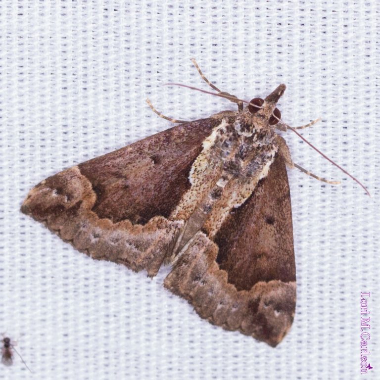 Moths of Distinction: Southern Flannel Moth – Backyard Butterflies