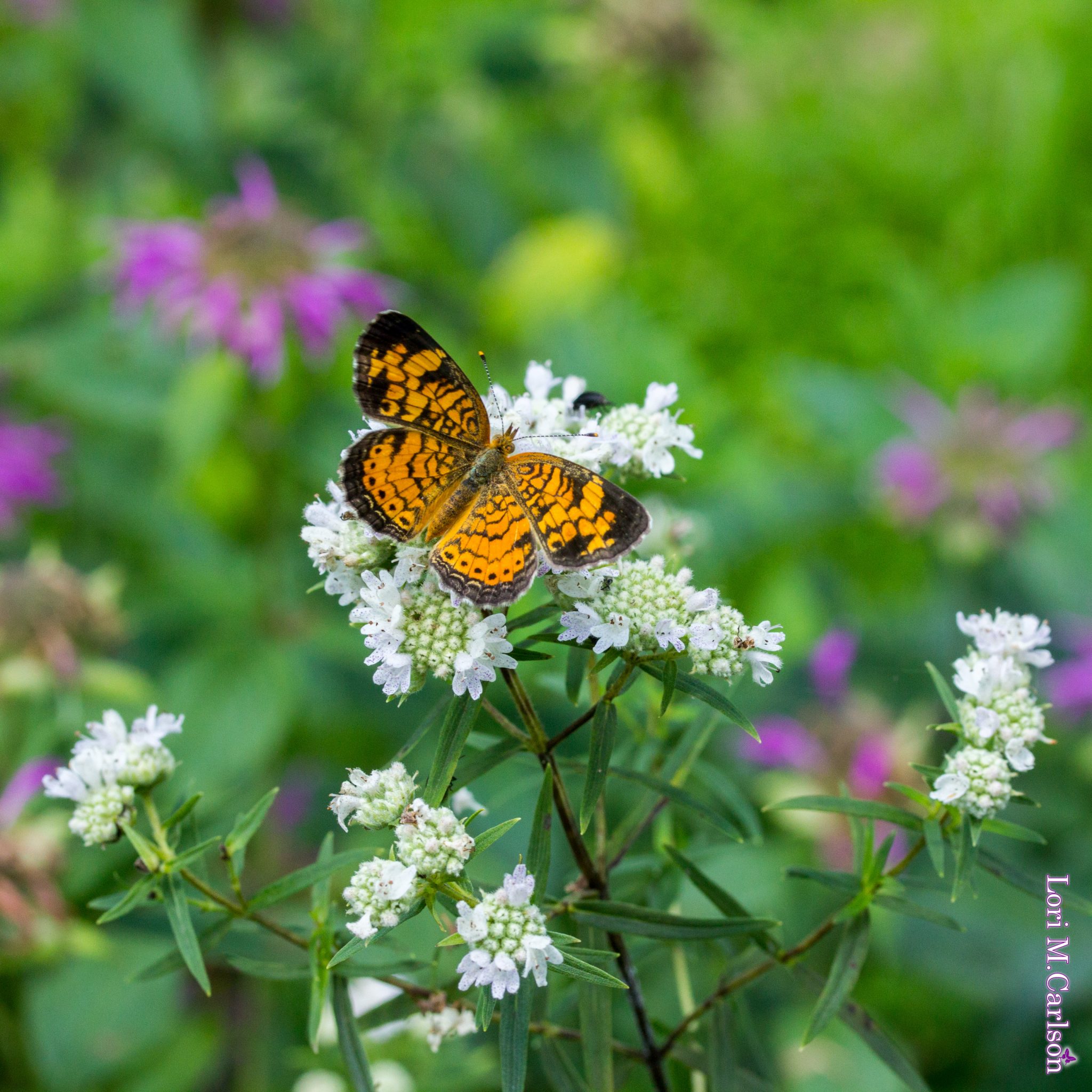 Culver’s Root – Backyard Butterflies