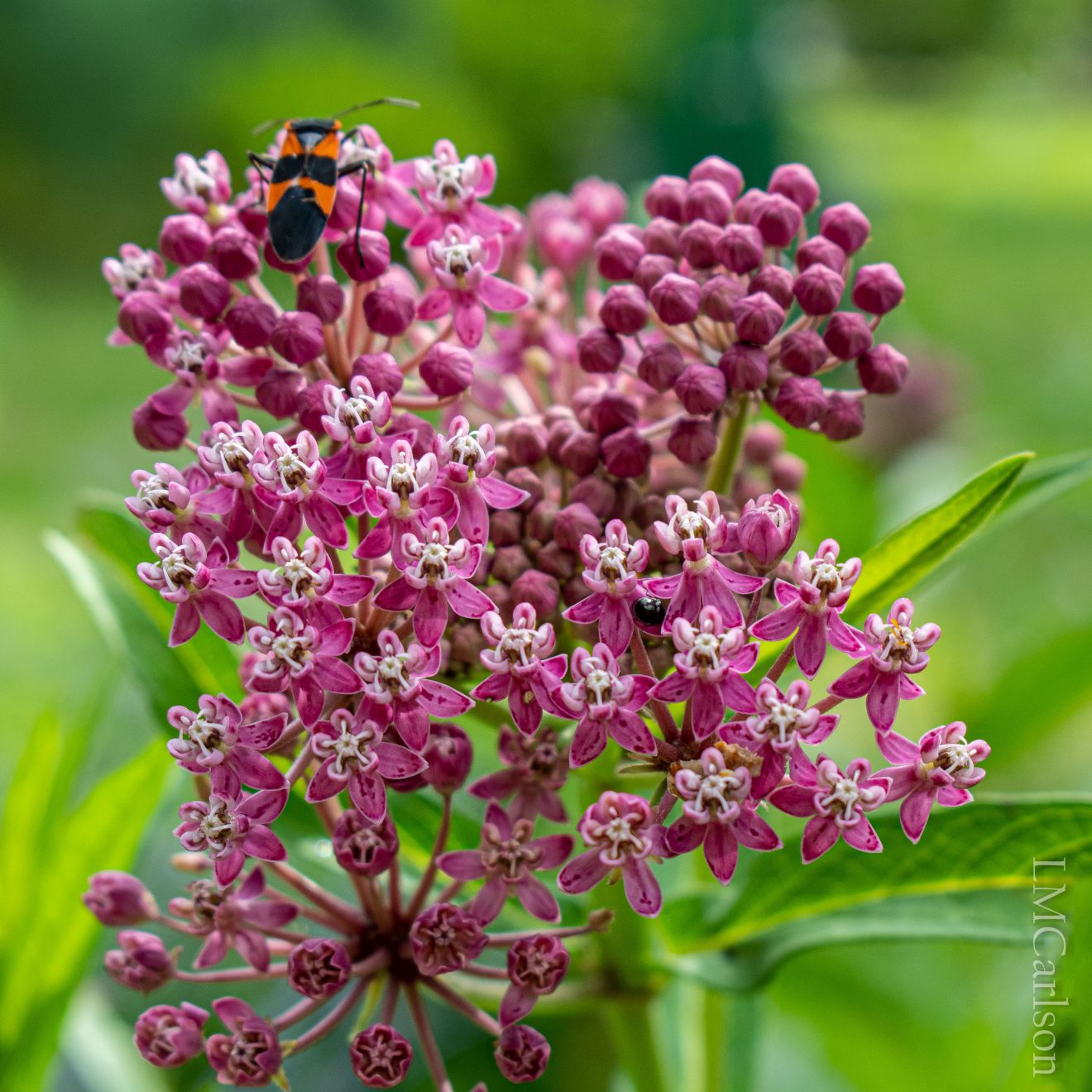 Swamp Milkweed – Backyard Butterflies