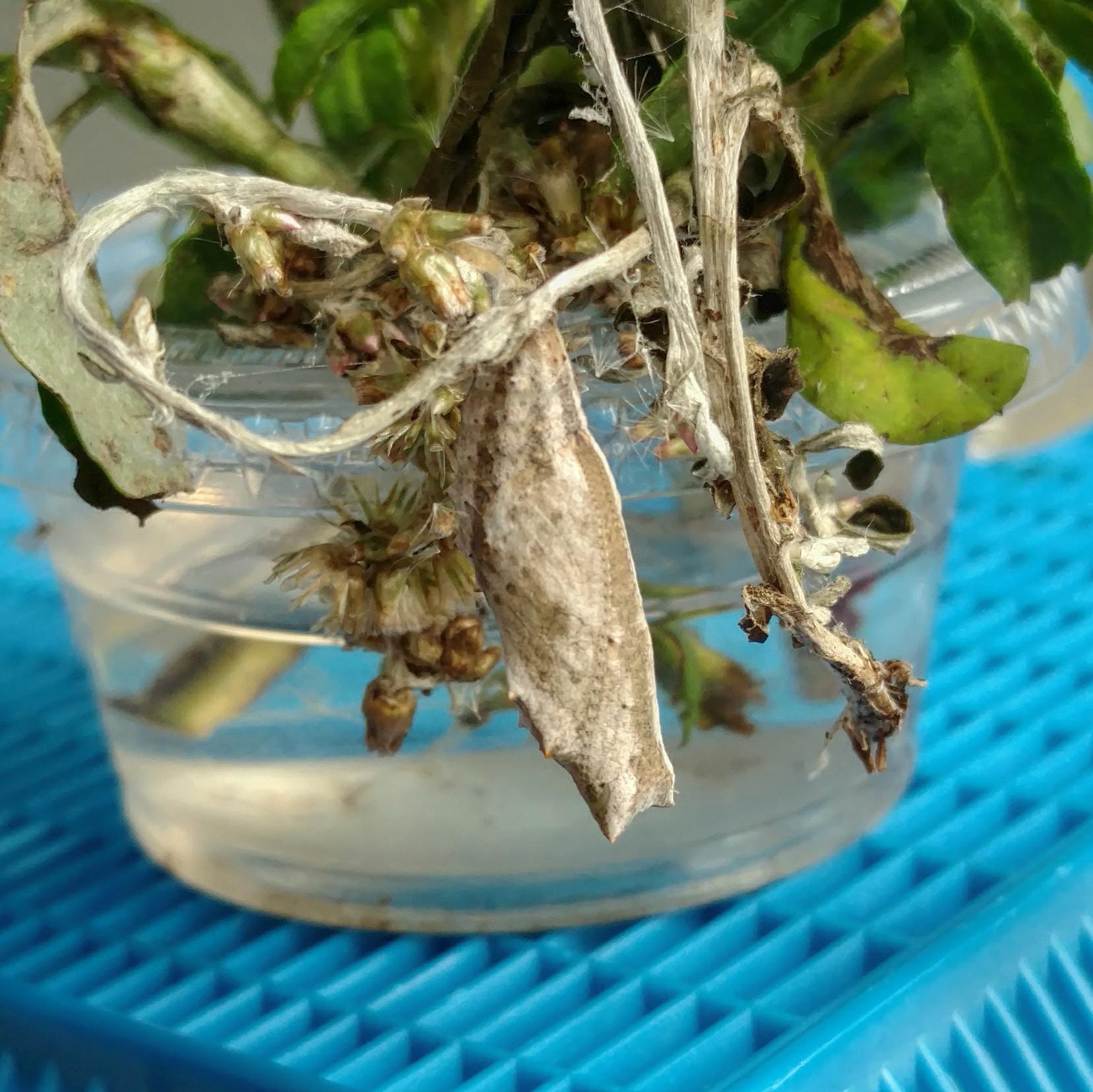 White chrysalis – Backyard Butterflies