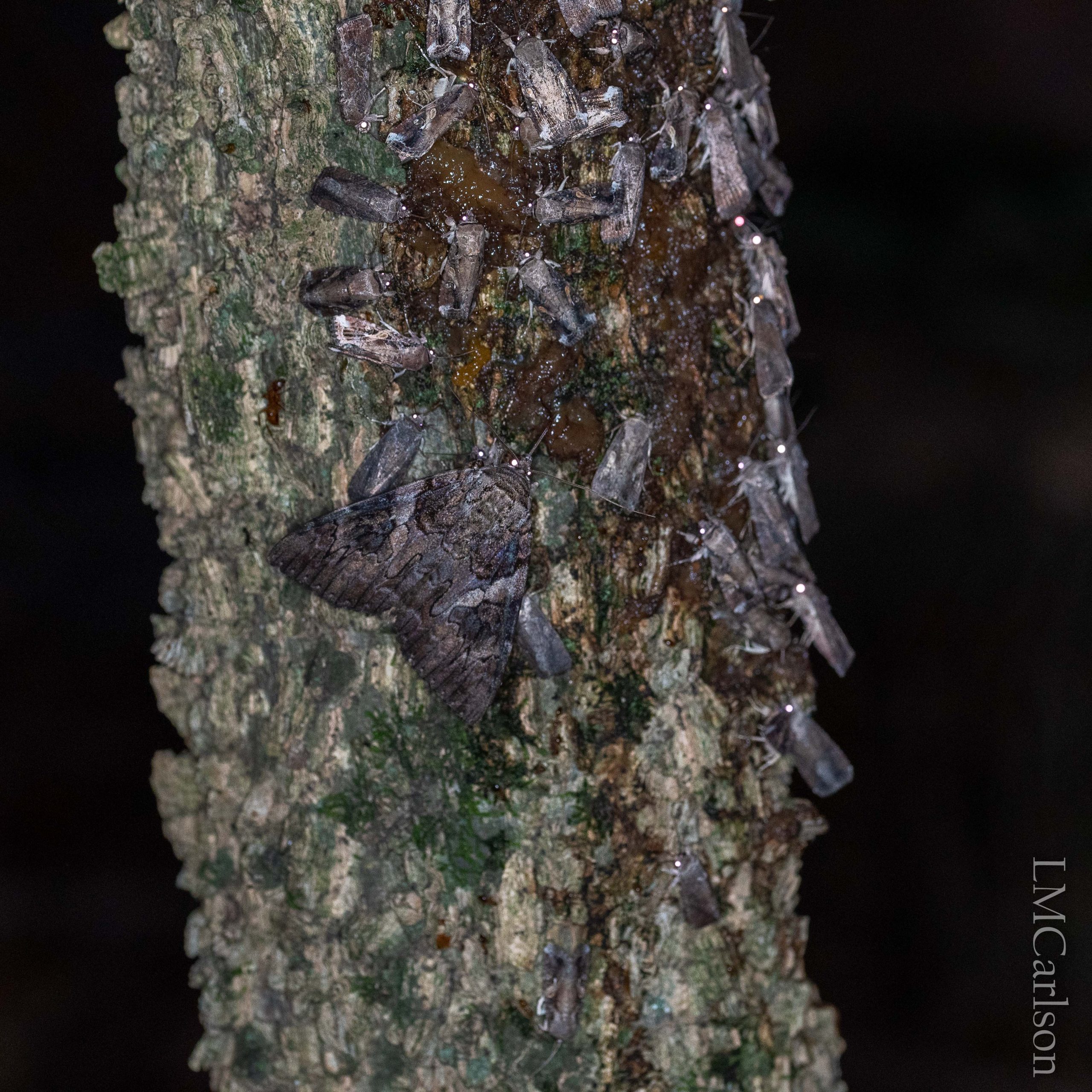 baited tree-4421 – Backyard Butterflies