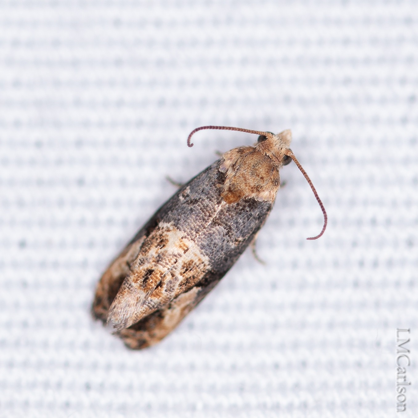 Grape Berry Moth – Backyard Butterflies
