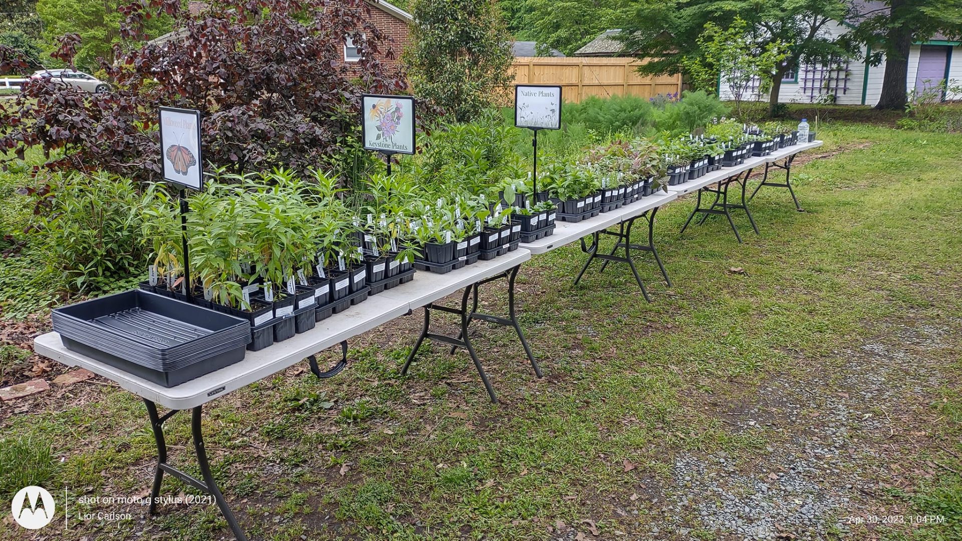 spring plant sale – Backyard Butterflies